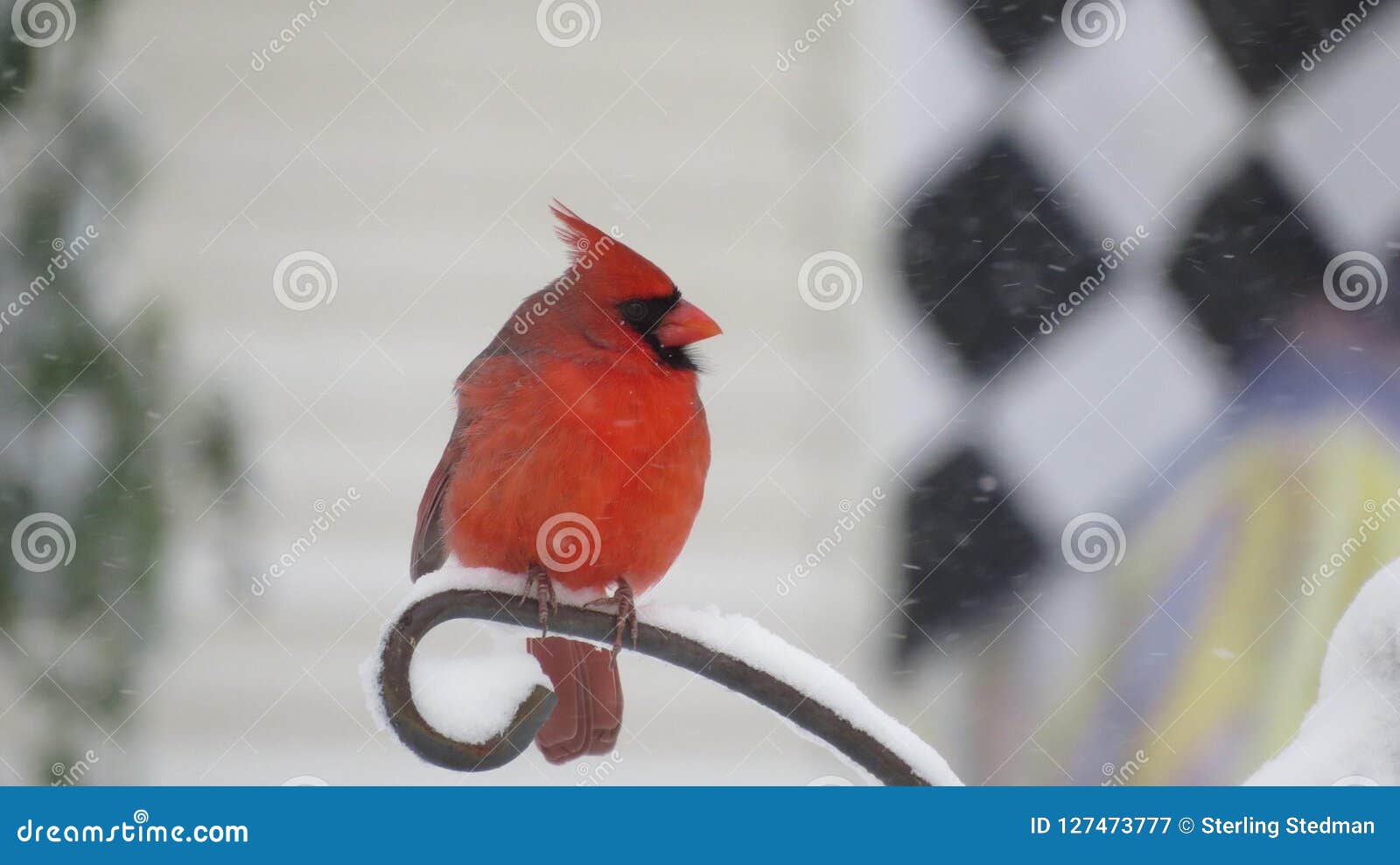 Cardinal stock image. Image of snow, cardinal, peaceful - 127473777