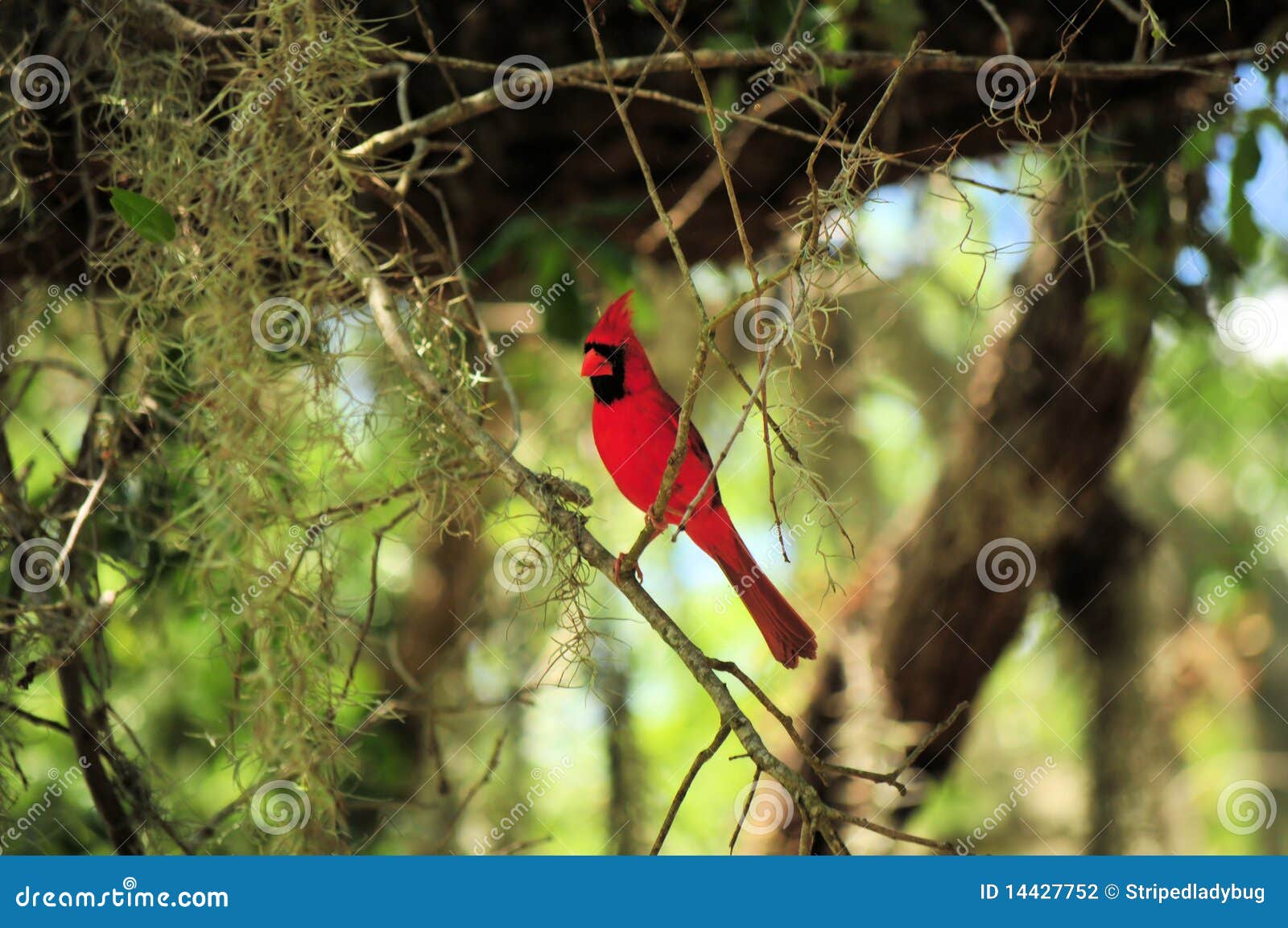 Tree Limb Grunge Background Stock Photography | CartoonDealer.com #8028086