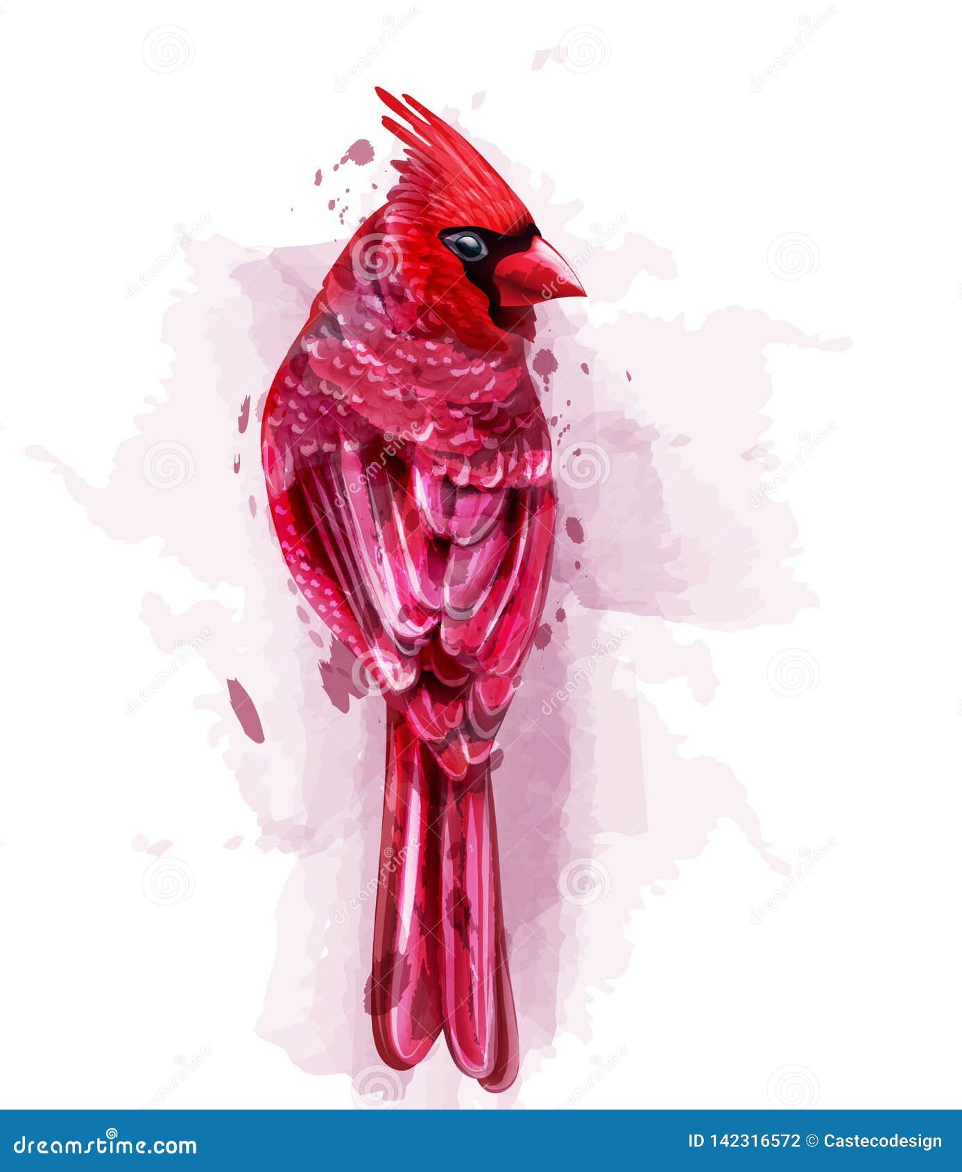 Cardinal Red Bird Watercolor Vector. Isolated On White Illustrations ...