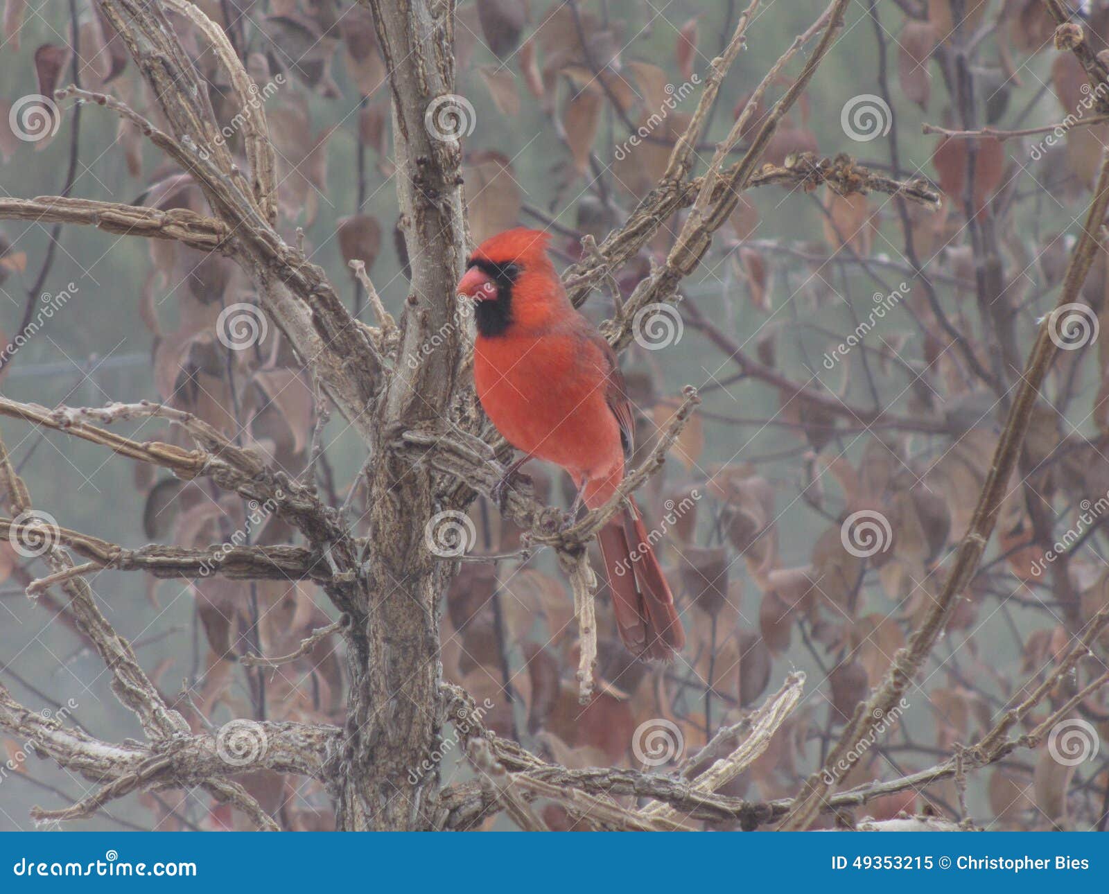 Cardinal stock image. Image of cardinal, branch, forest - 49353215