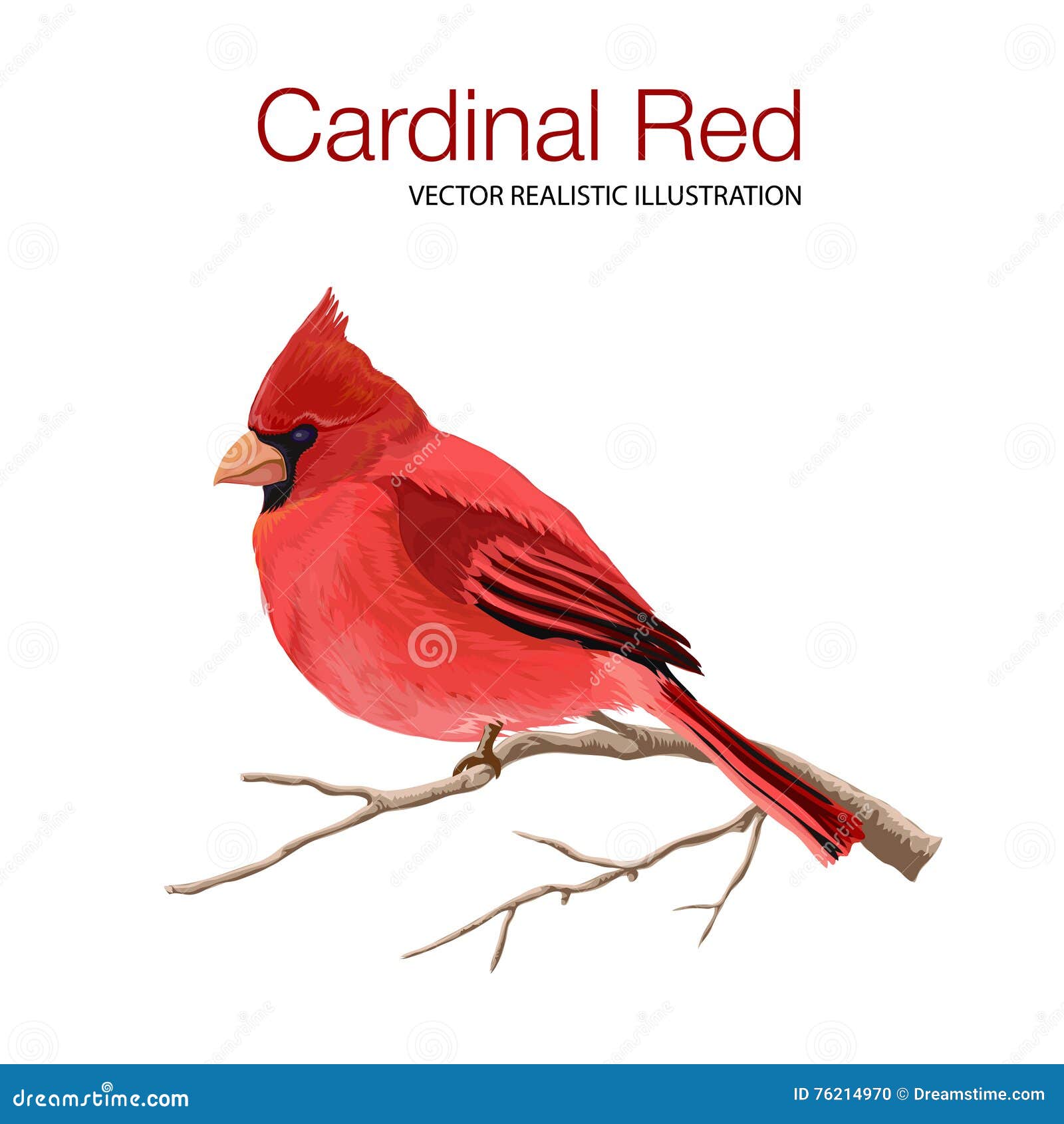 Cardinal Red stock illustration. Illustration of nature - 76214970