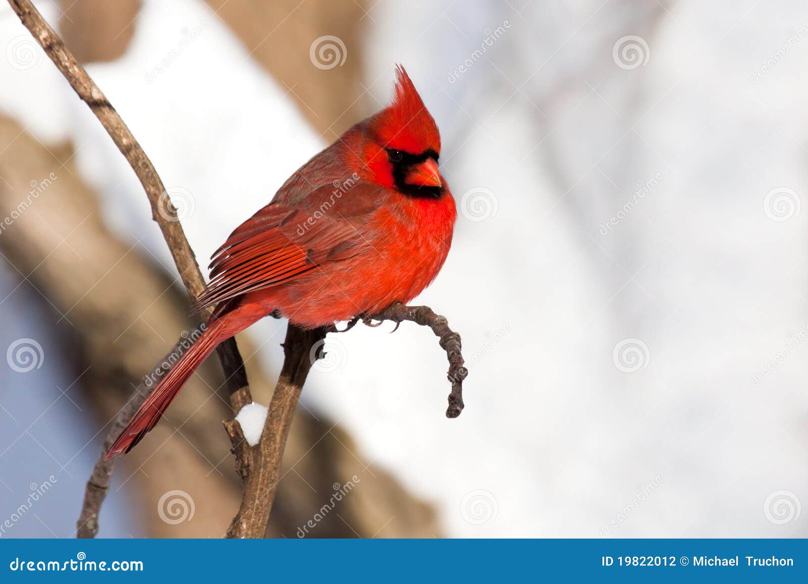 Cardinal Rests in Snow Covered Forest Stock Photo - Image of perched ...