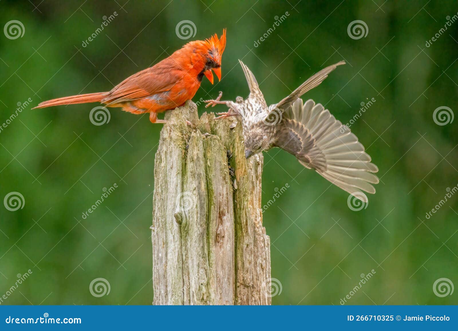 Cardinal scaring bird stock image. Image of bird, flower - 266710325