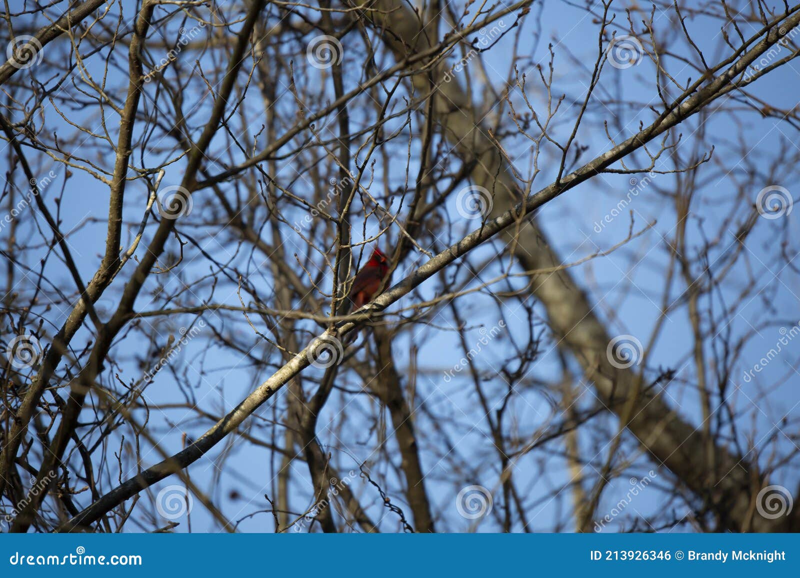 Territorial Cardinal Shape stock photo. Image of biodiversity - 213926346