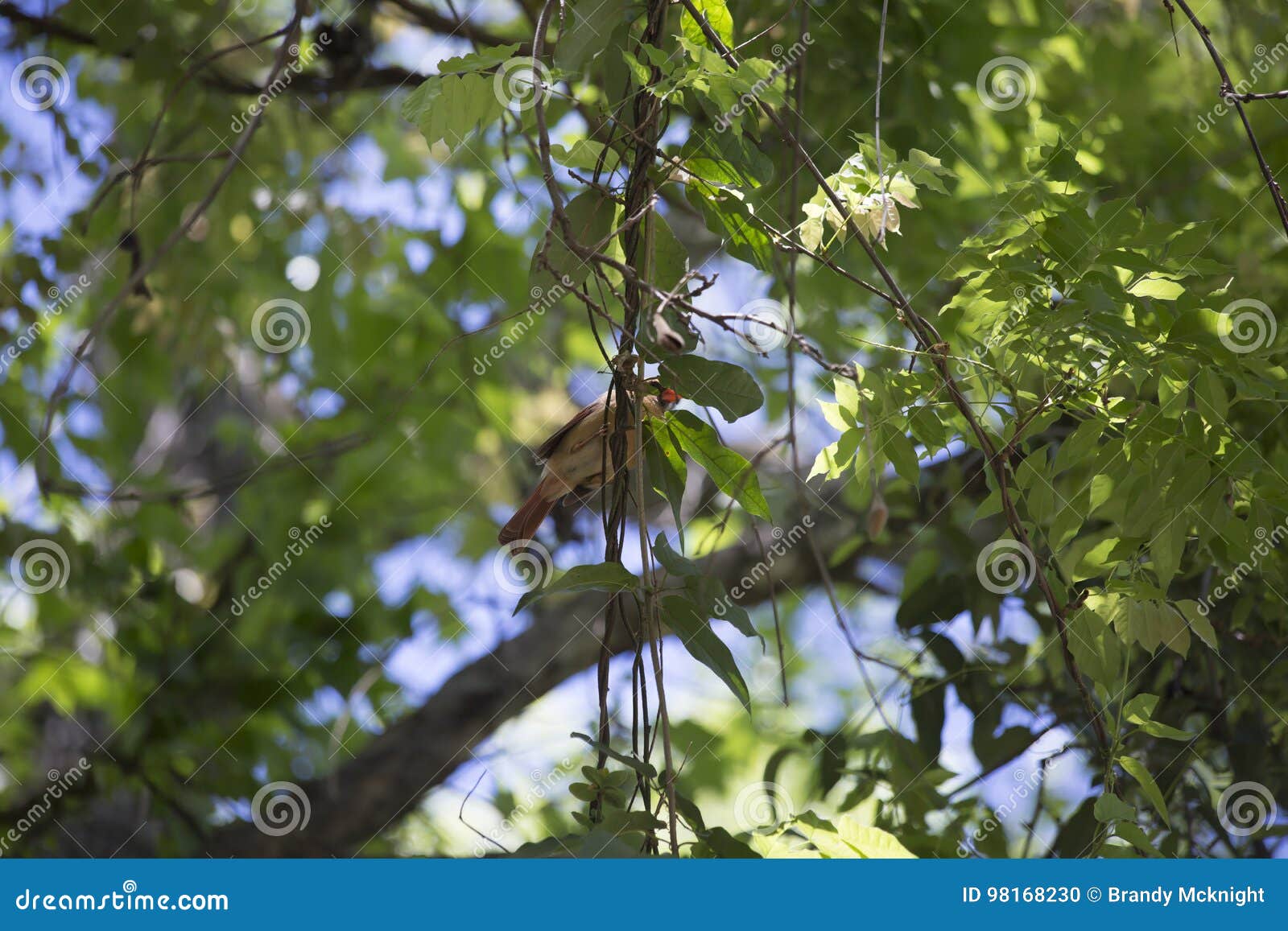 Cardinal stock photo. Image of ecology, birdwatching - 98168230