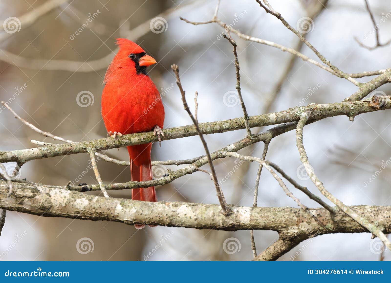 A Cardinal Sits on a Bare Branch in a Wooded Area Stock Photo - Image ...