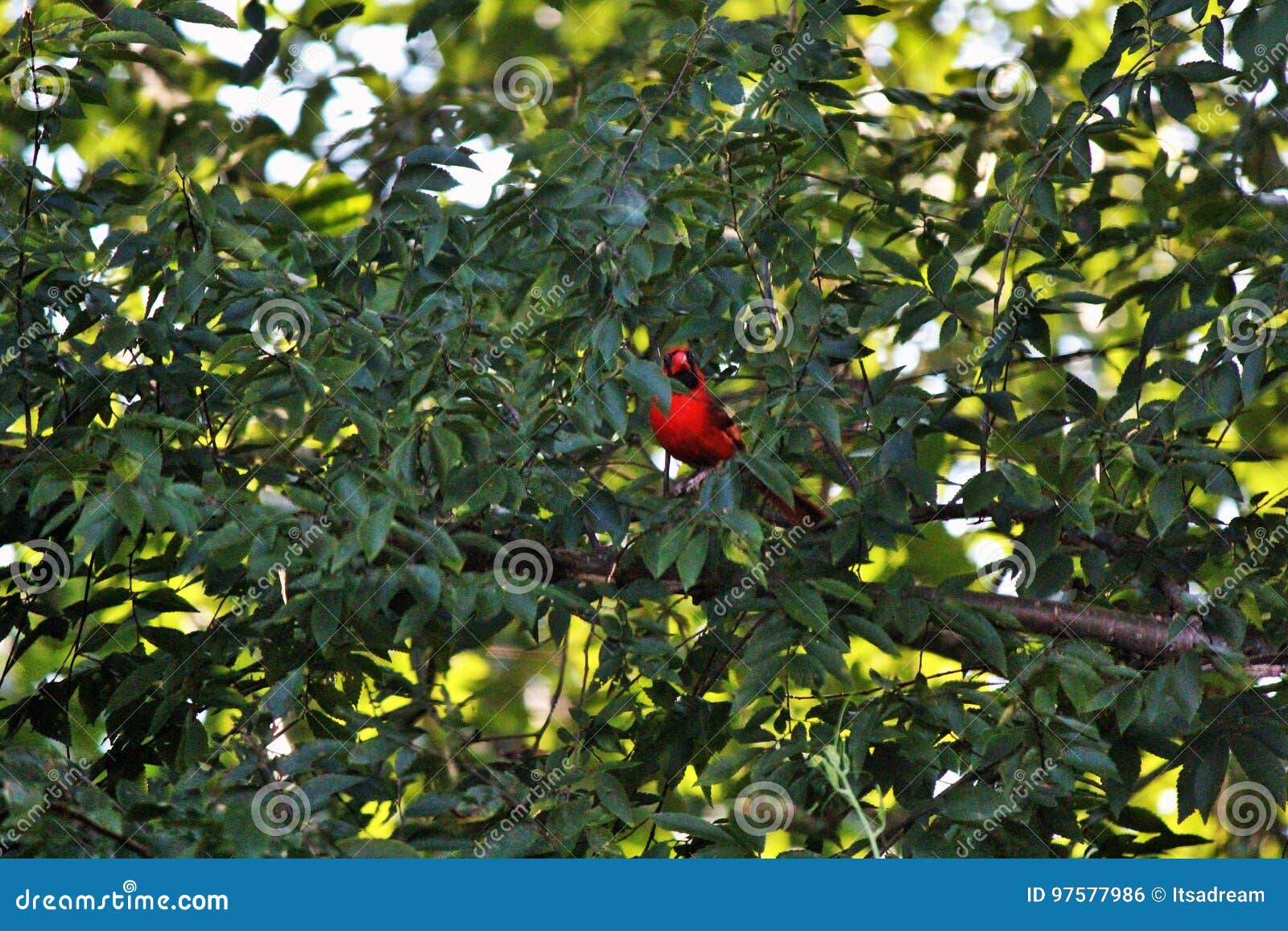Cardinal on tree branch stock photo. Image of plant, wildlife - 97577986