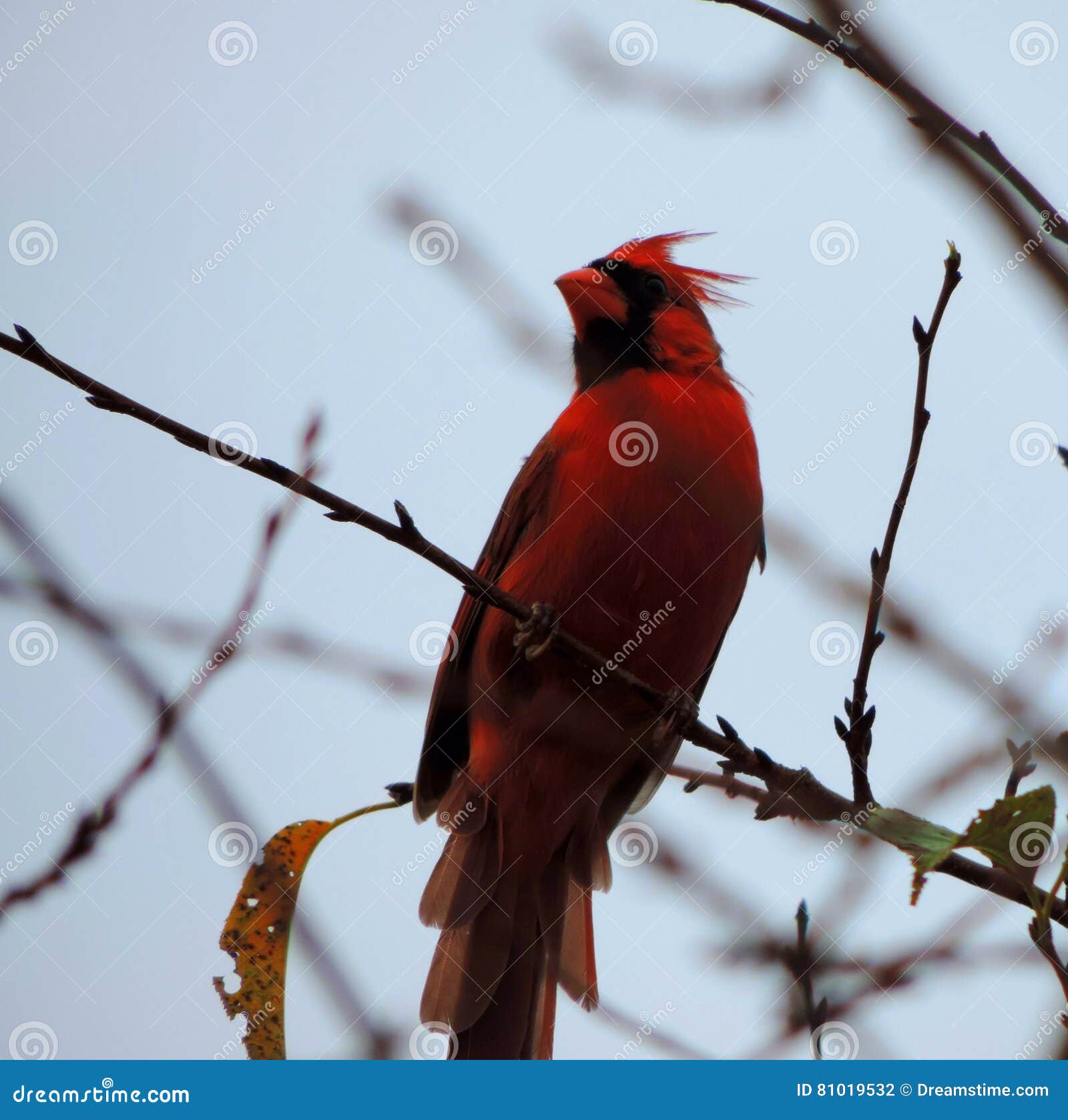 Cardinal stock photo. Image of cool, tops, fall, cardinal - 81019532