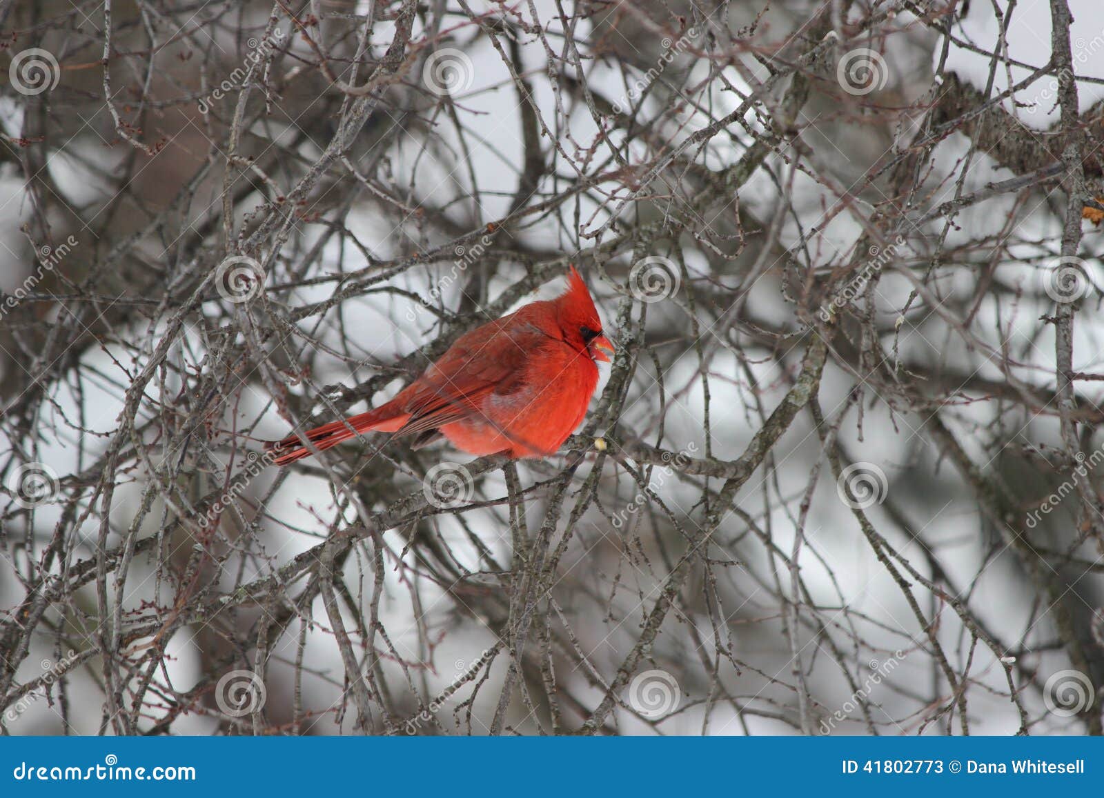Cardinal Sitting in Winter Storm in a Tree Stock Image - Image of storm ...