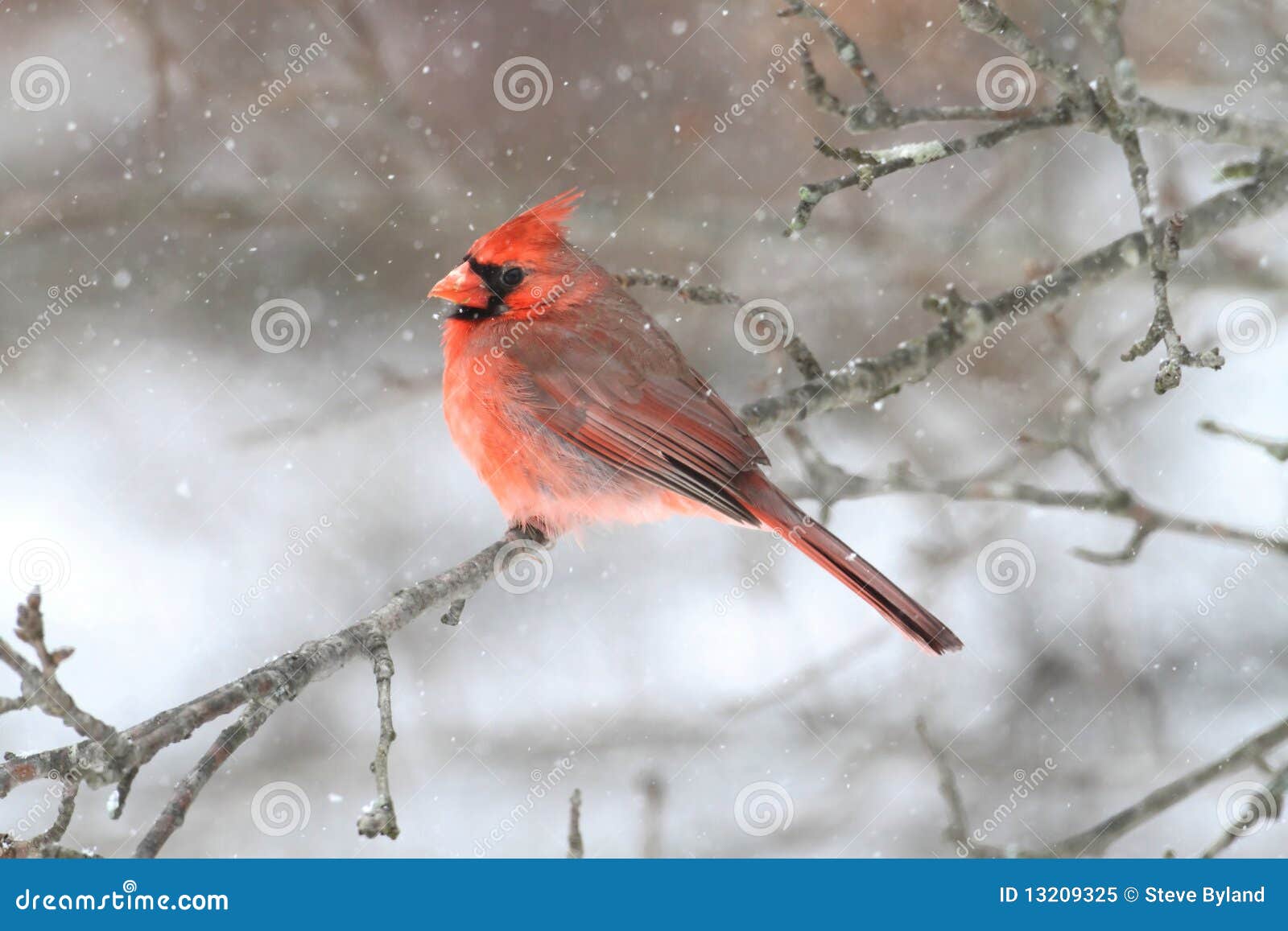 Cardinal in Snow stock image. Image of forest, fauna - 13209325