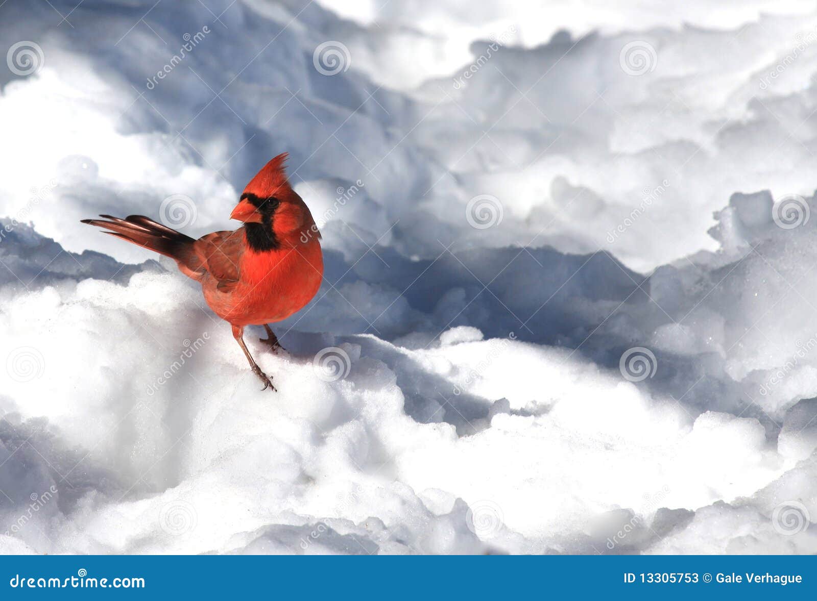 Cardinal in the Snow stock image. Image of ornithology - 13305753