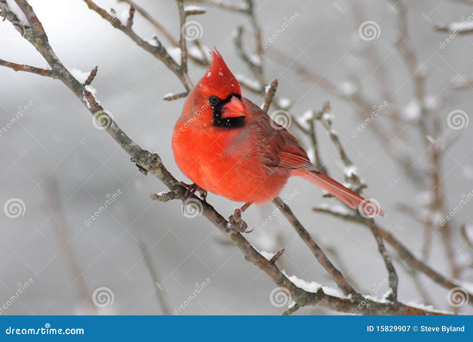 Cardinal in Snow stock image. Image of feathers, bird - 15829907
