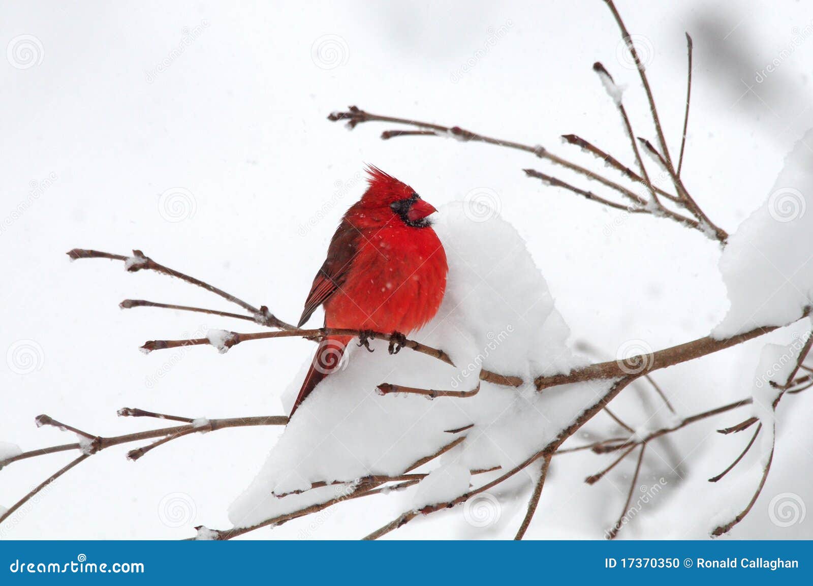 Cardinal In Snow stock photo. Image of season, unique - 17370350