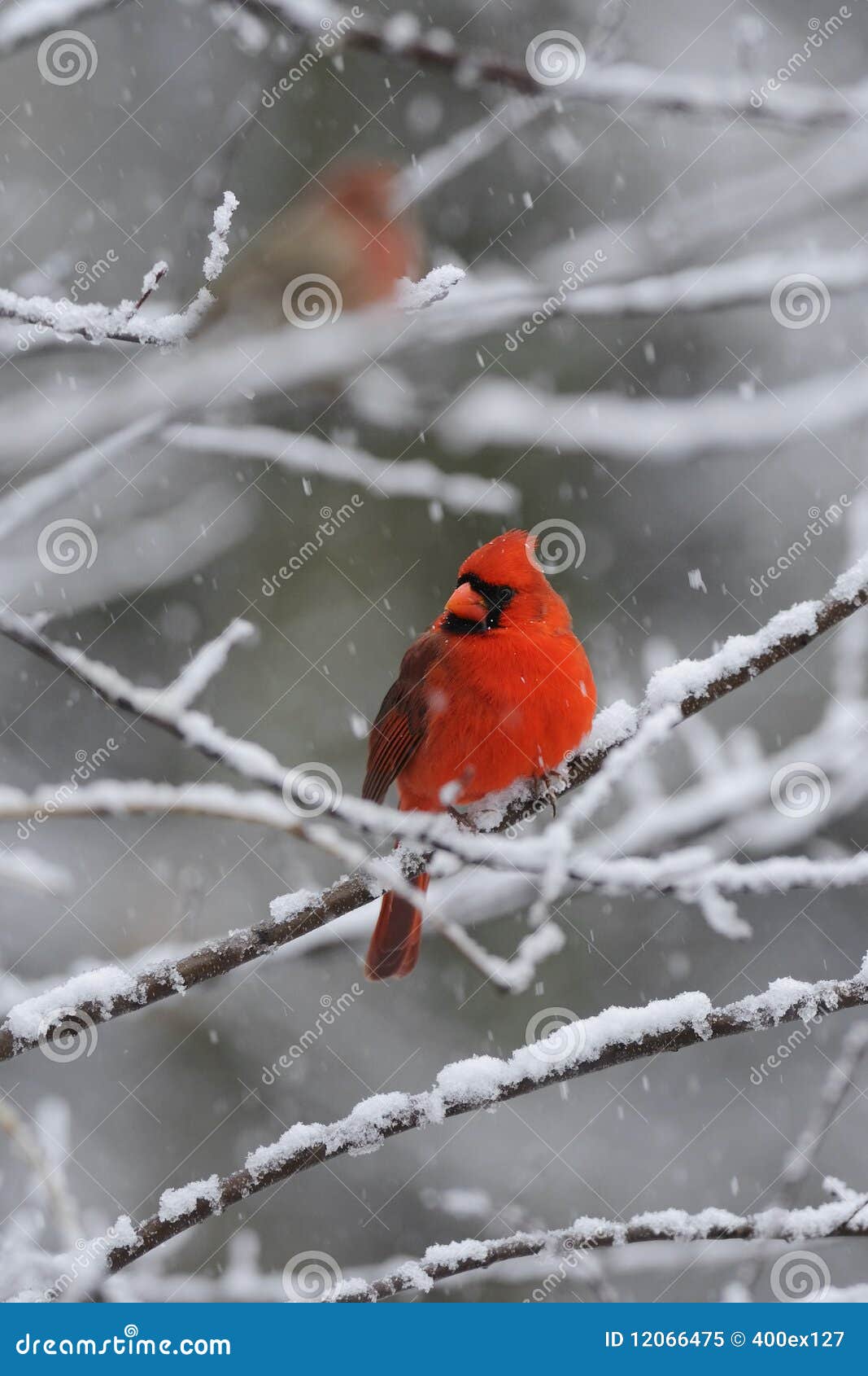 Cardinal Snow 2 stock image. Image of look, norther, male - 12066475