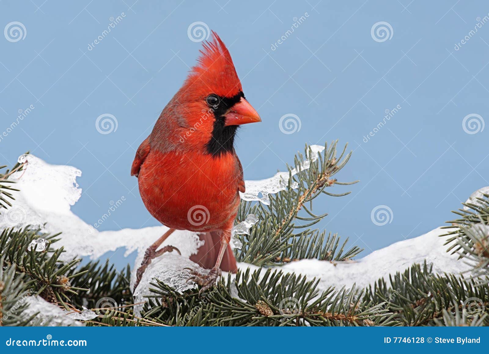 Cardinal in Snow stock photo. Image of northern, blue - 7746128
