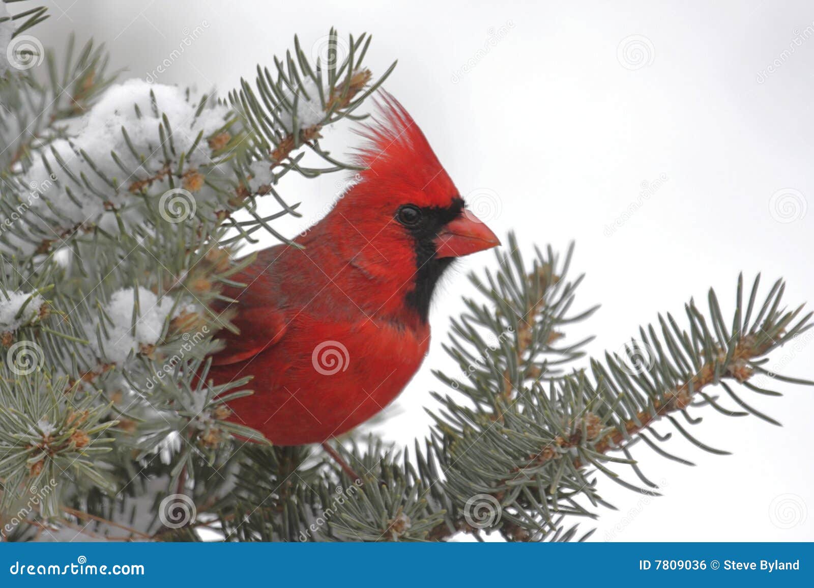 Cardinal in Snow stock photo. Image of spruce, feathers - 7809036