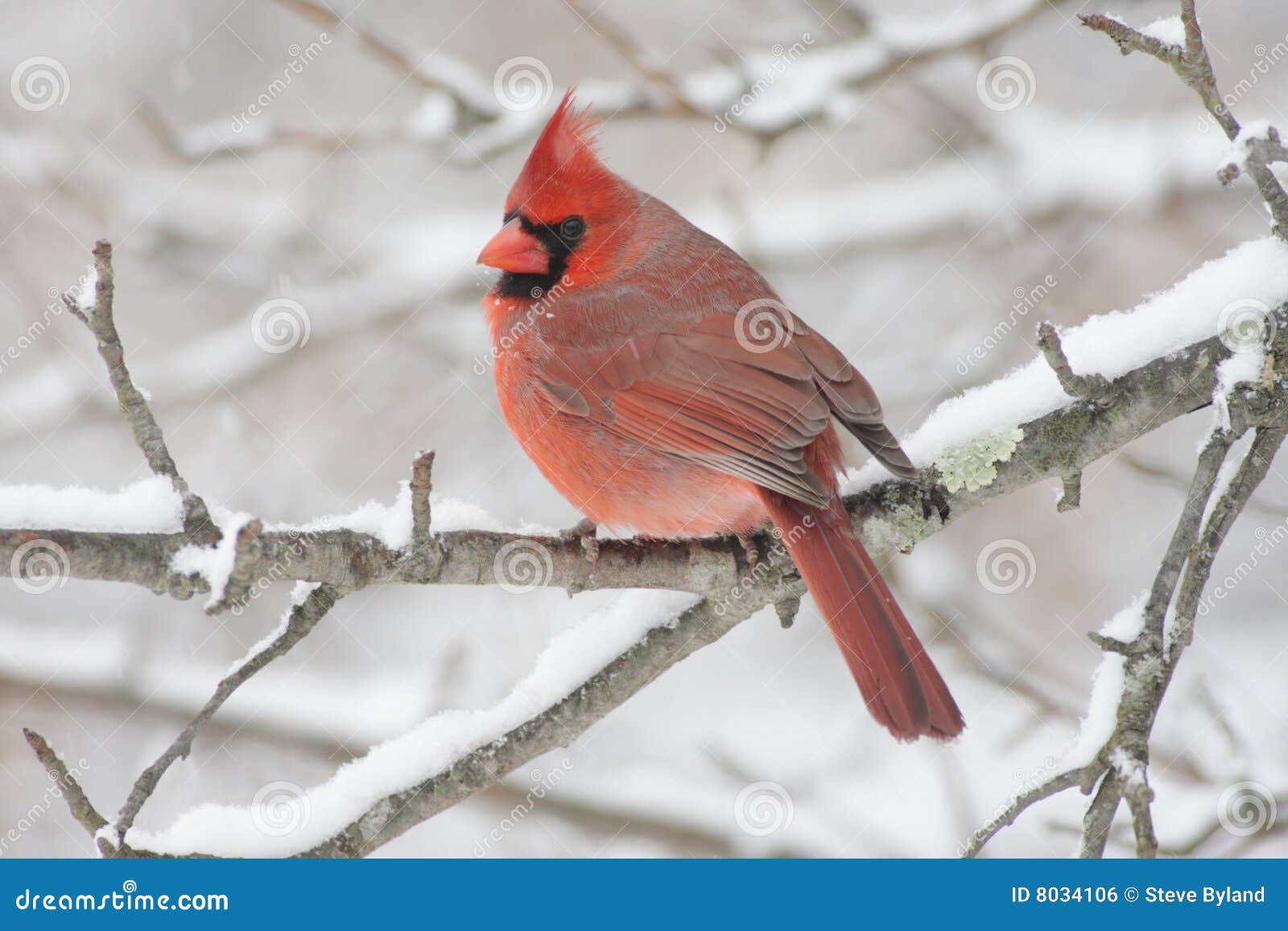 Cardinal in Snow stock photo. Image of tree, feathers - 8034106