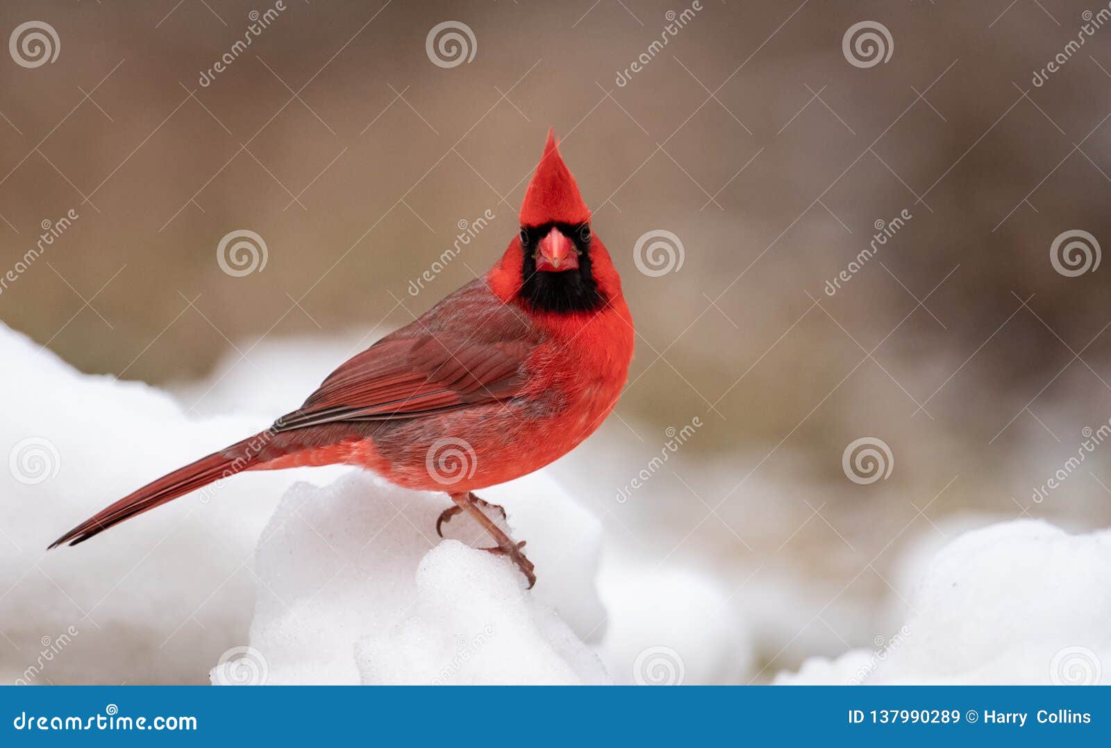 Cardinal in the Snow stock image. Image of holiday, hresplendent ...