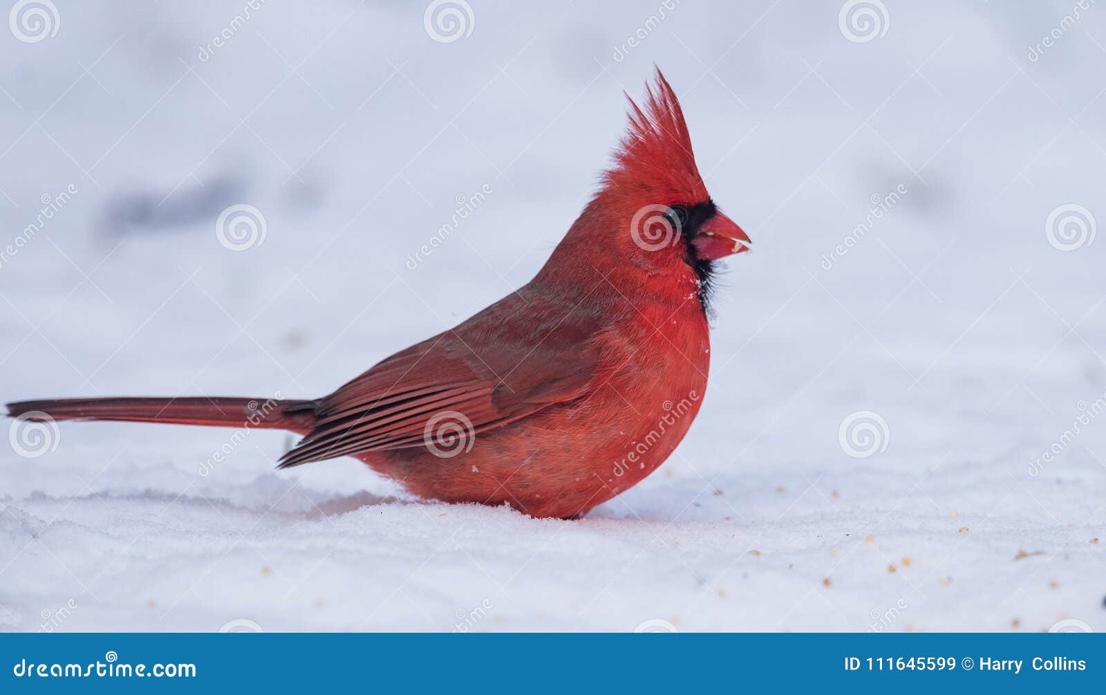 Cardinal in Snow stock image. Image of beautiful, barred - 111645599