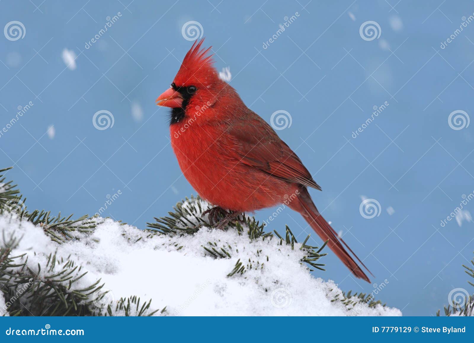 Cardinal in a Snow Storm stock image. Image of tree, needles - 7779129