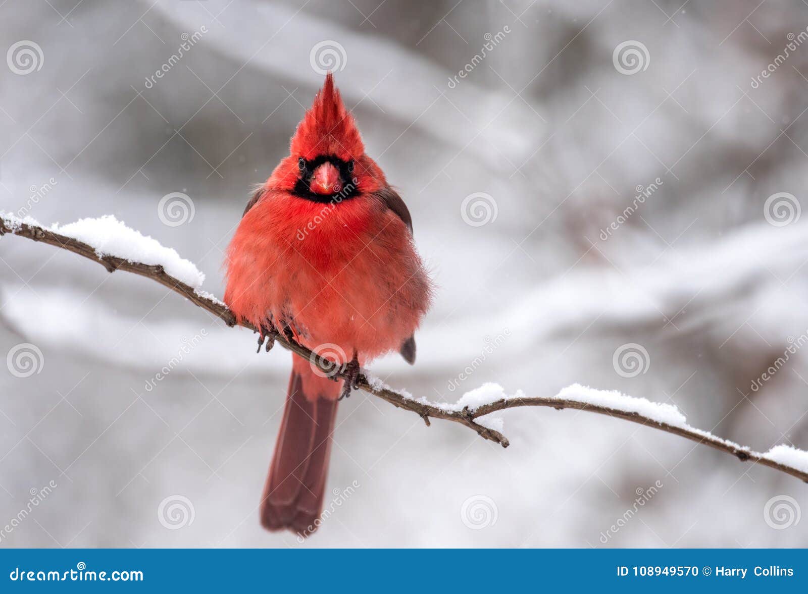 A Cardinal in the Snow in Winter Stock Photo - Image of canada, blue ...