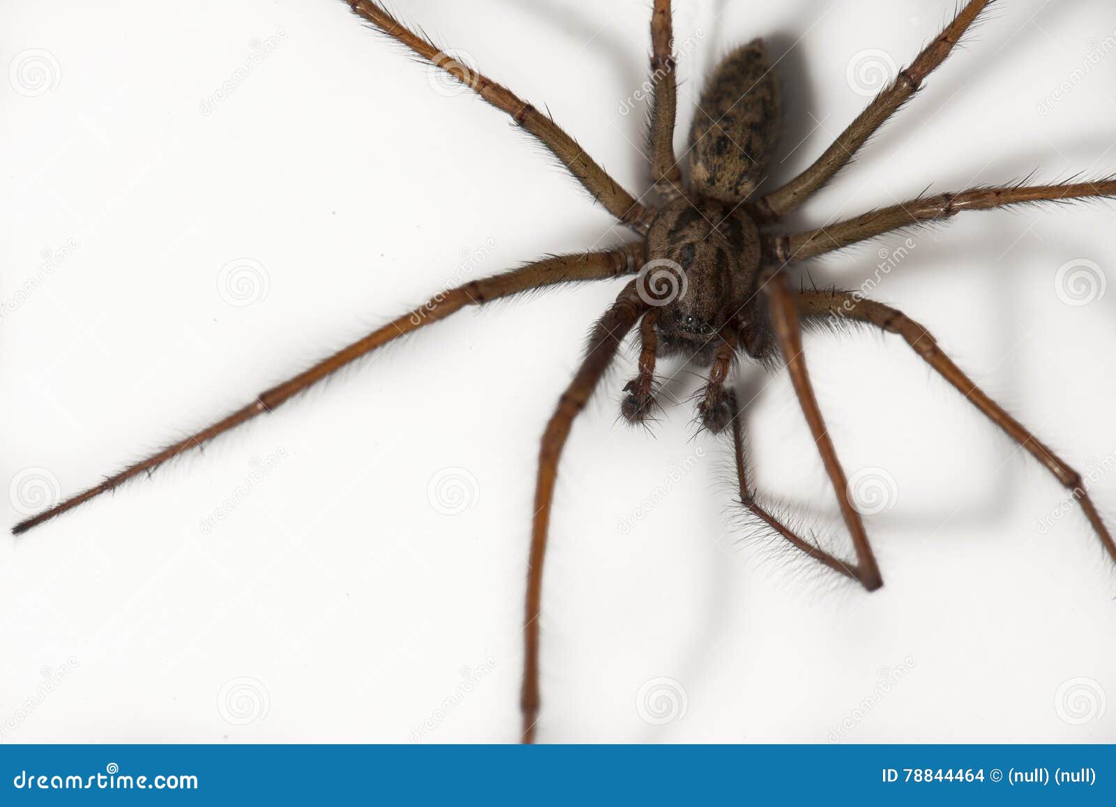 Cardinal spider stock photo. Image of creepy, background - 78844464