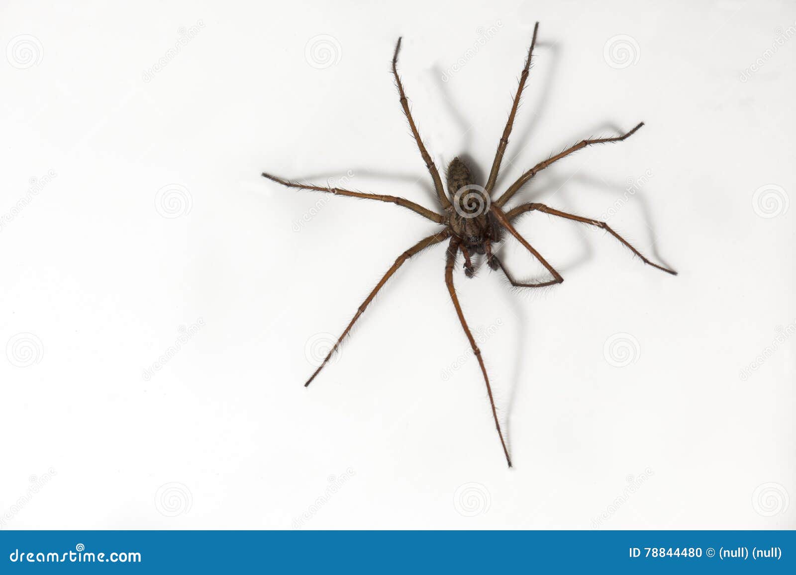Cardinal spider stock photo. Image of bright, legs, macro - 78844480