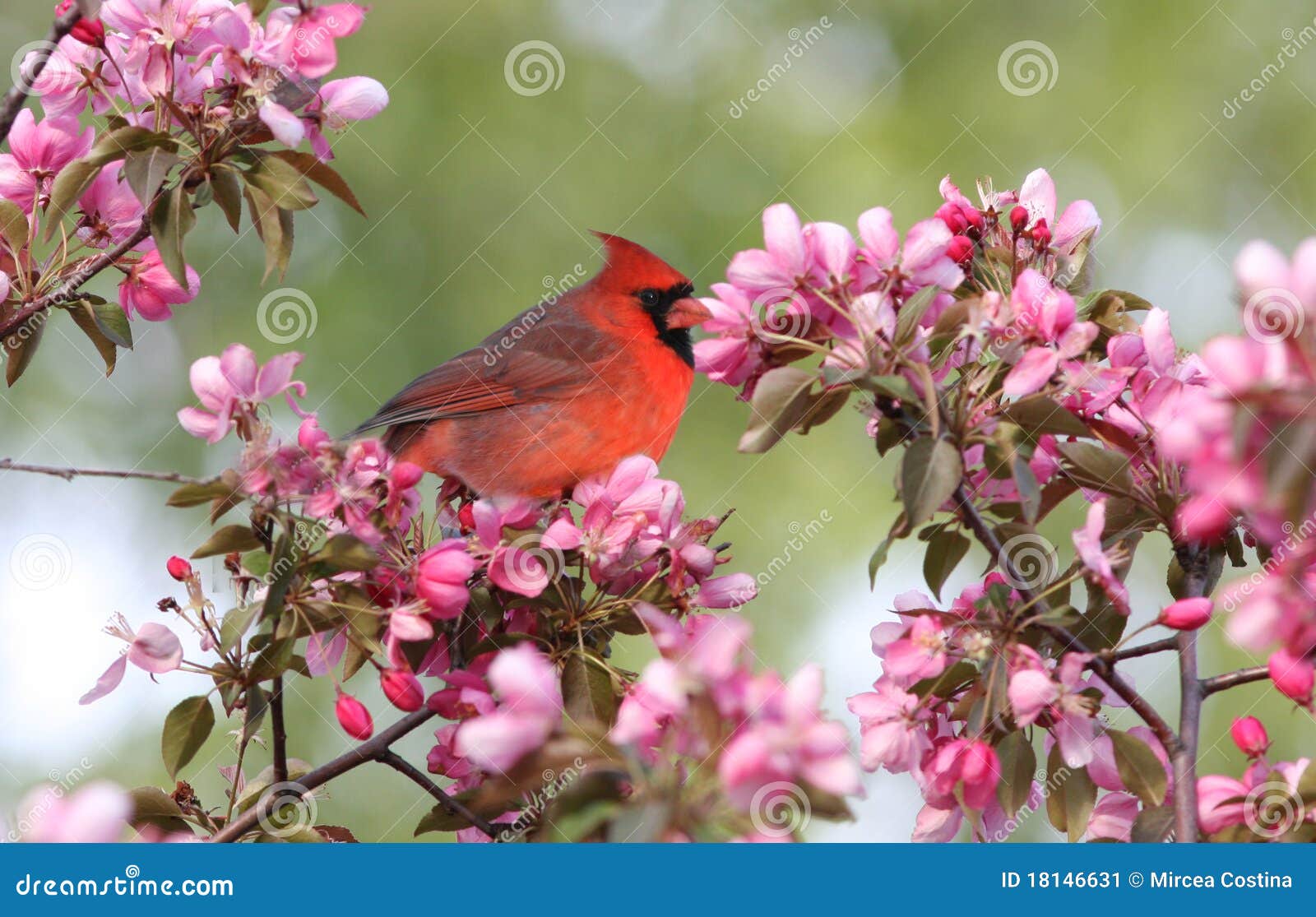 Cardinal in spring stock image. Image of birdwatching - 18146631