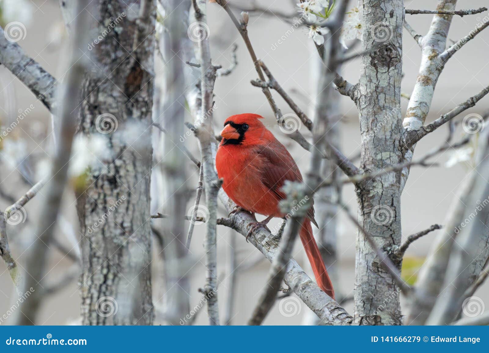 Cardinal in the springtime stock image. Image of cardinal - 141666279