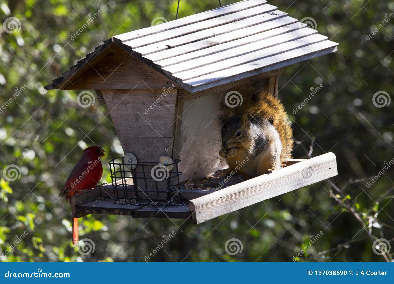 Cardinal and Squirrel Sharing Lunch Stock Photo - Image of perched ...