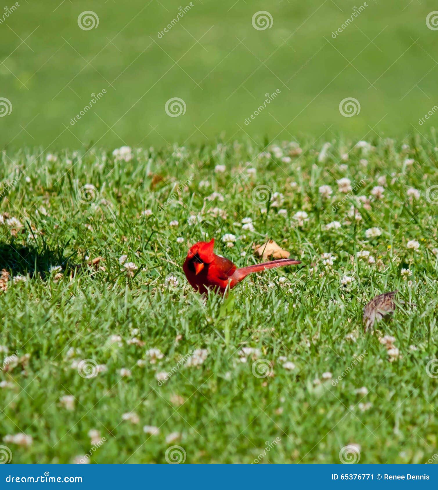 Cardinal editorial photo. Image of grass, cardinal, home - 65376771