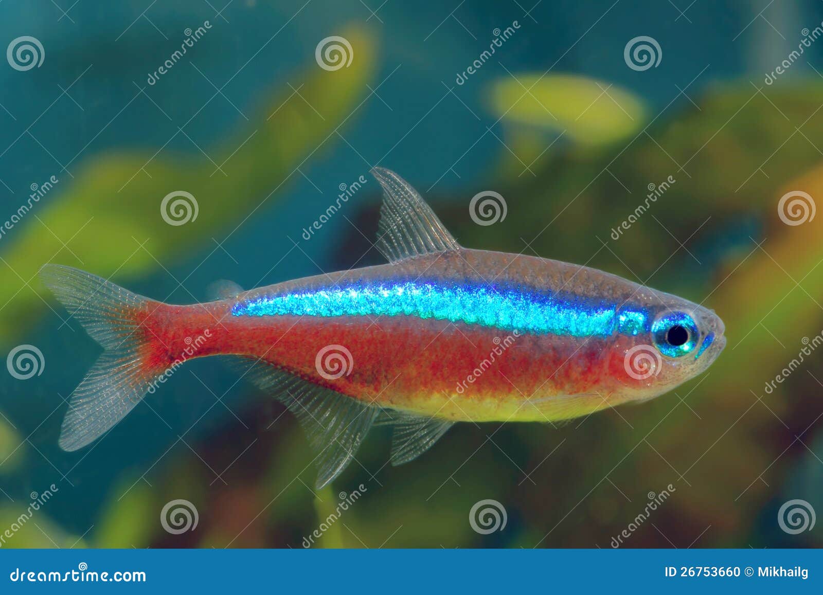 Cardinal tetra fish stock photo. Image of aquatic, small - 26753660