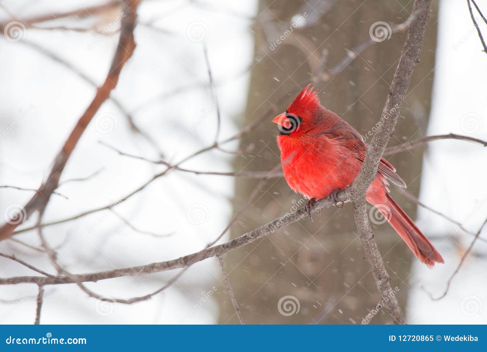 Cardinal in Tree stock image. Image of redbird, nature - 12720865