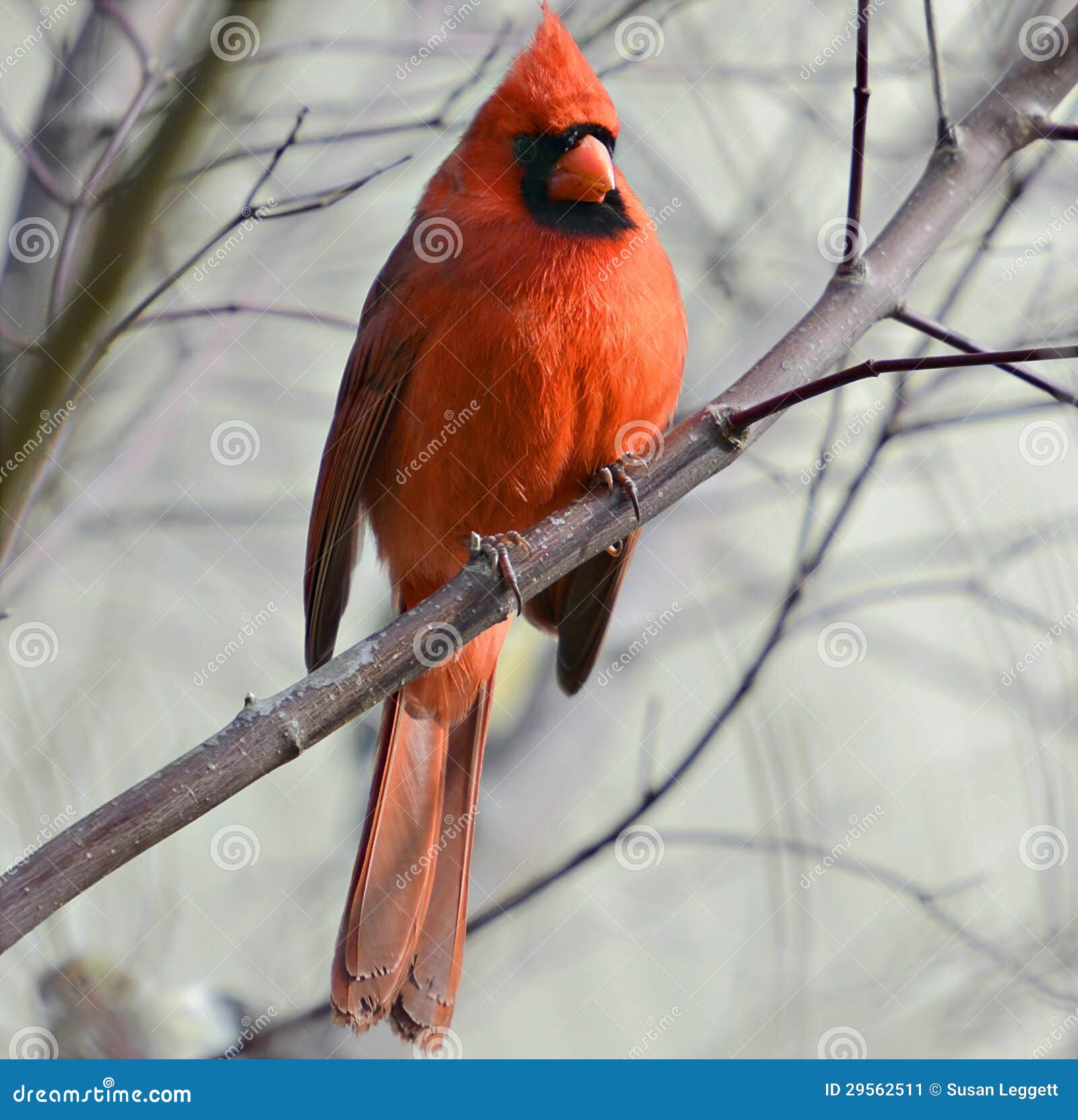 Cardinal in a Tree stock image. Image of branch, redbird - 29562511