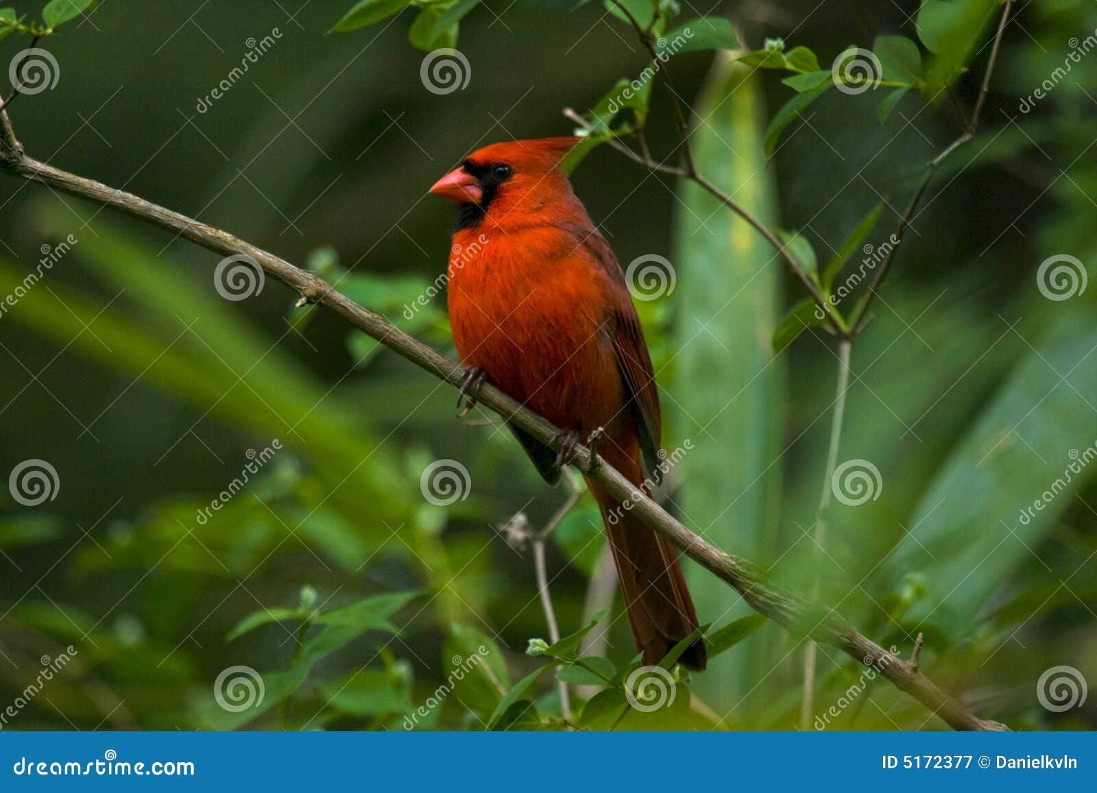 Cardinal in a tree stock image. Image of animal, cardinal - 5172377