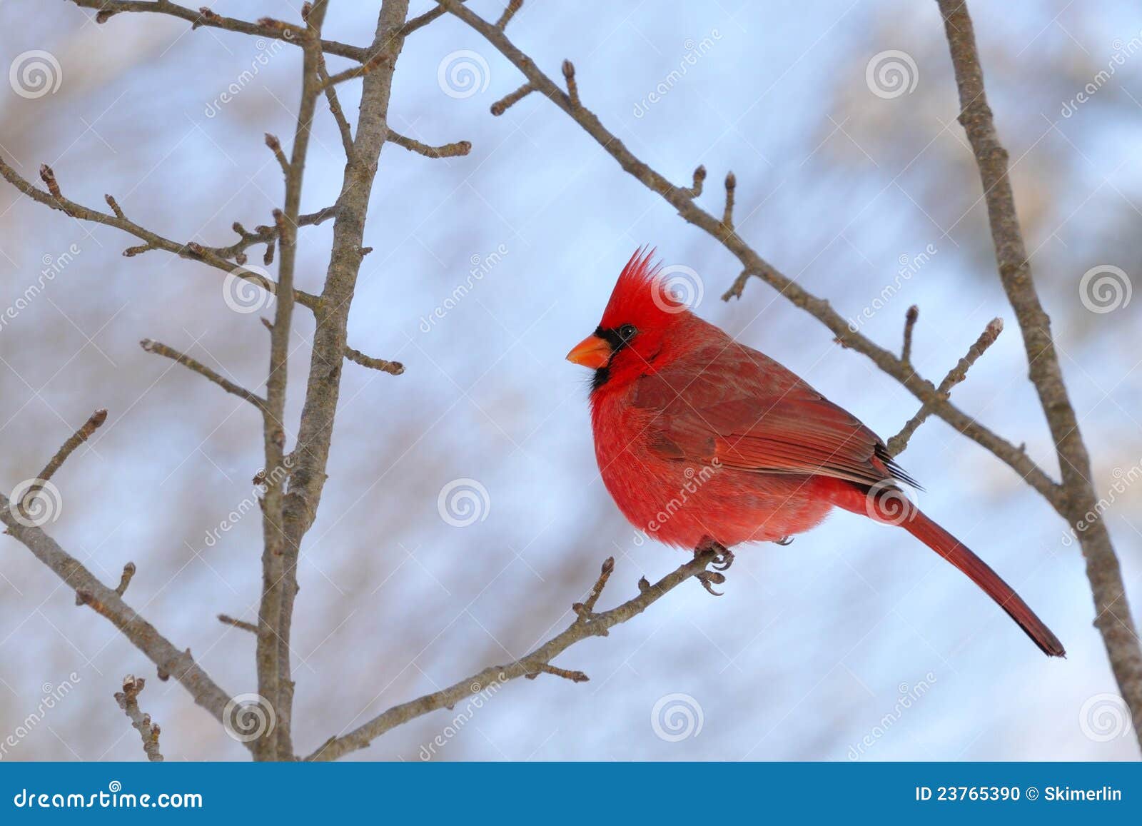 Cardinal on a tree branch stock photo. Image of feathers - 23765390