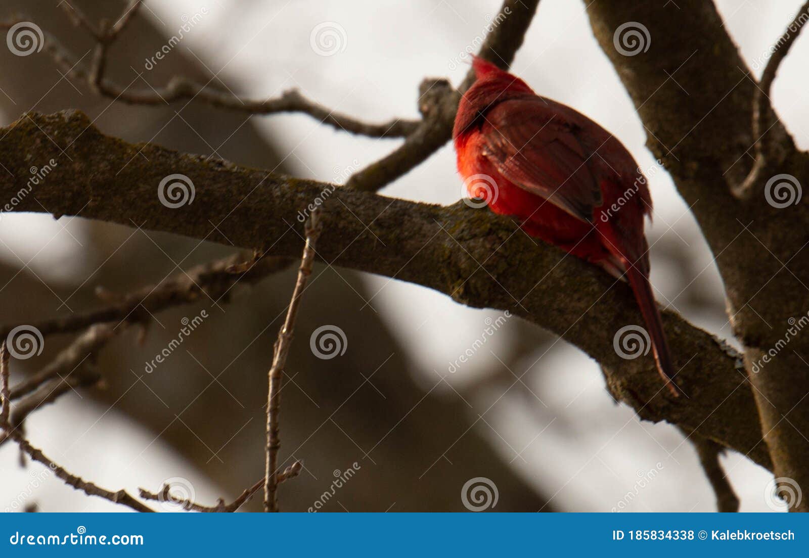 Cardinal on a Tree Branch in a Snow Storm Stock Photo - Image of ...