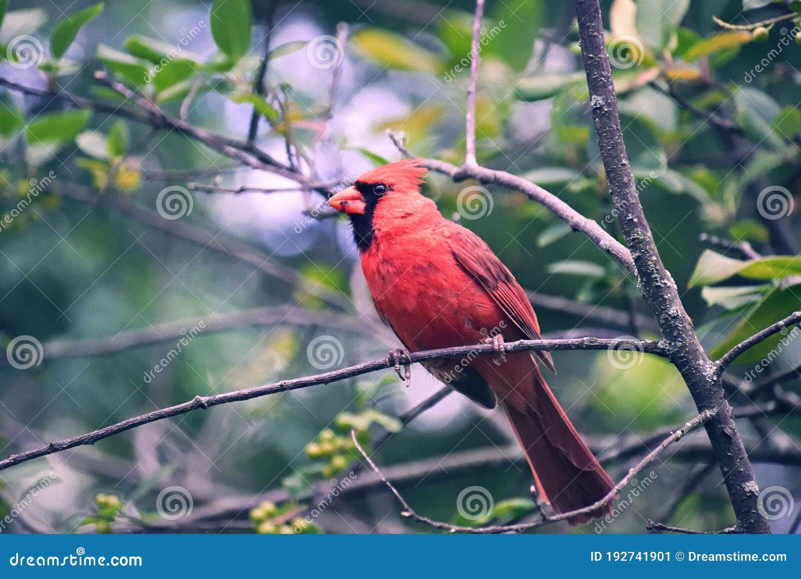 Cardinal in Tree stock image. Image of tree, cardinalis - 192741901