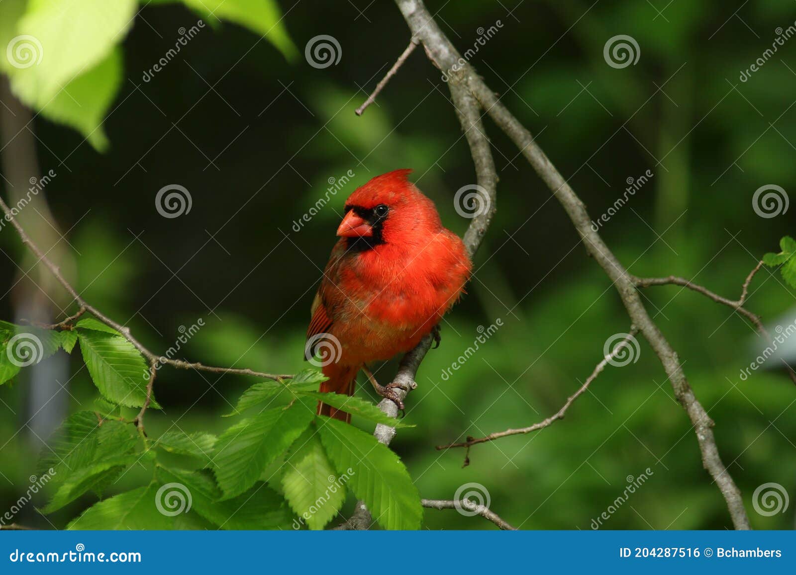 Cardinal in a tree stock photo. Image of cardinal, wildlife - 204287516