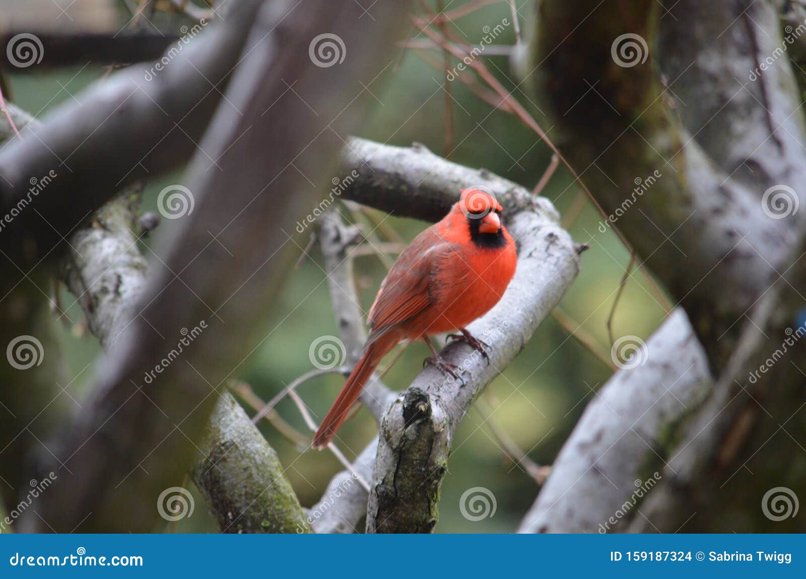 Cardinal on tree stock photo. Image of tree, cardinal - 159187324