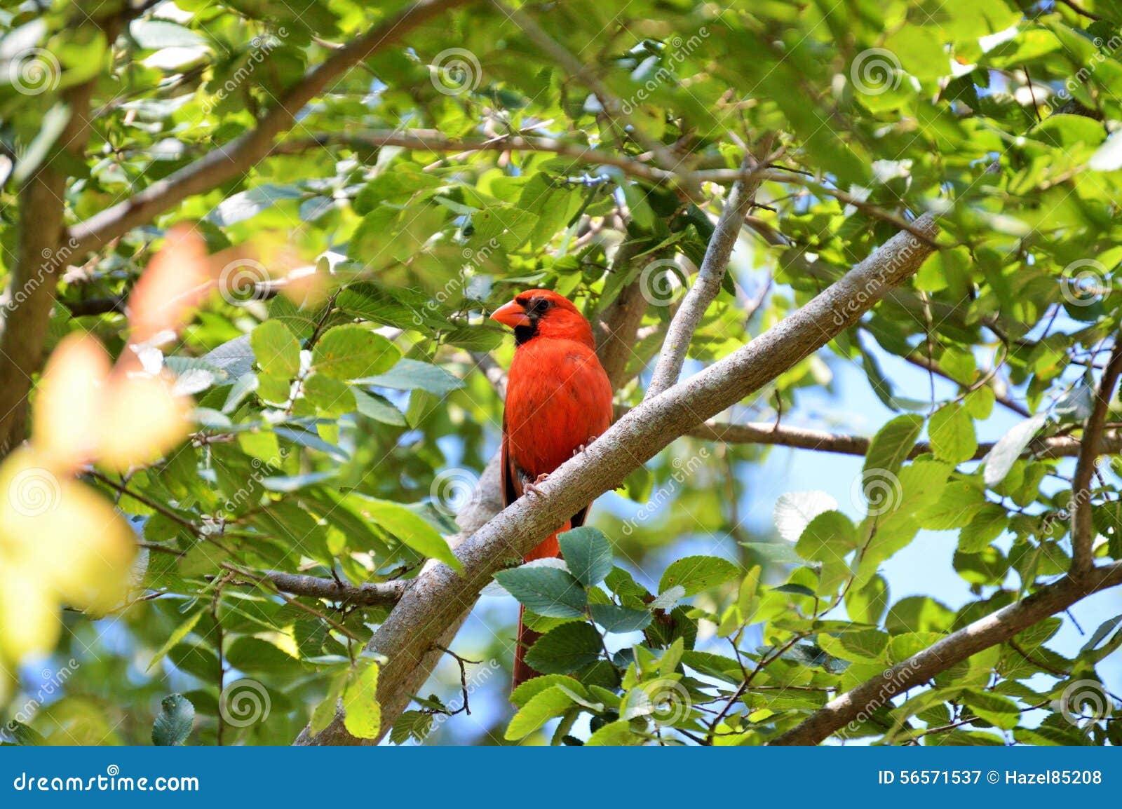Cardinal in tree stock image. Image of cardinal, tree - 56571537