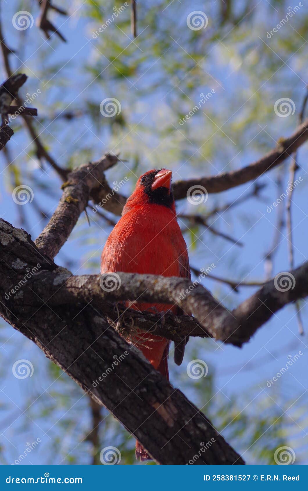Cardinal in a tree stock image. Image of bird, cardinal - 258381527