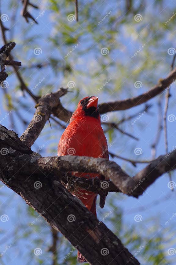 Cardinal in a tree stock image. Image of bird, cardinal - 258381527