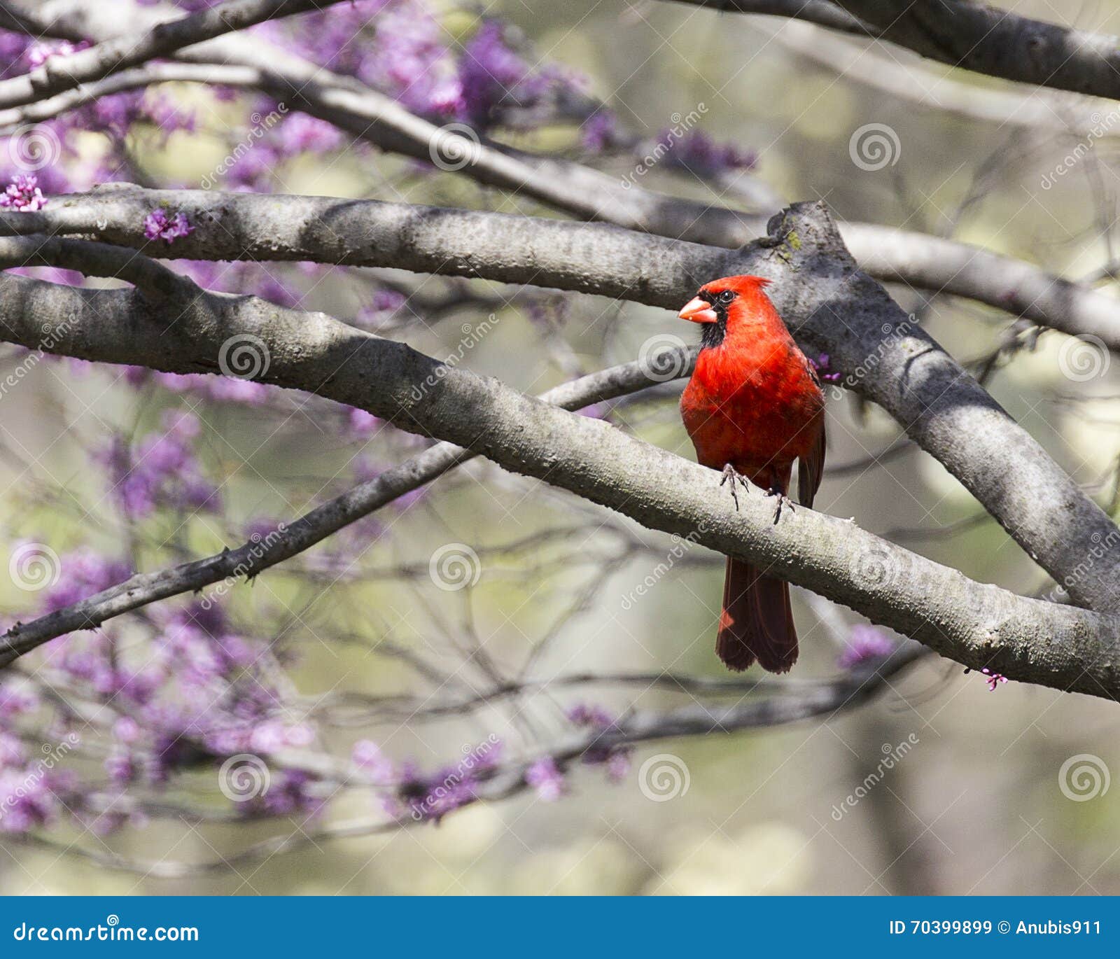 Cardinal in a tree stock image. Image of birds, cardinal - 70399899