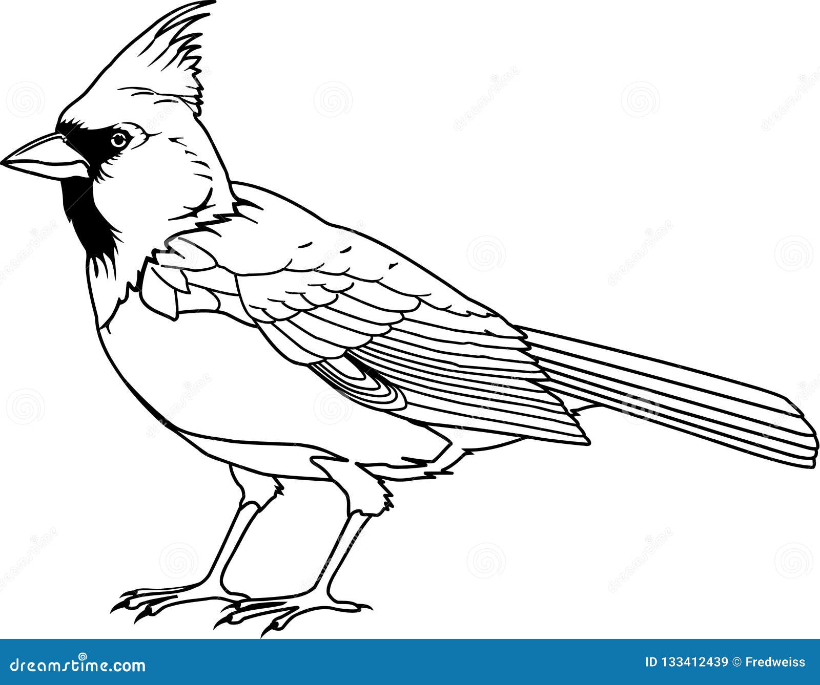 Cardinal Vector Illustration Stock Vector - Illustration of bird ...