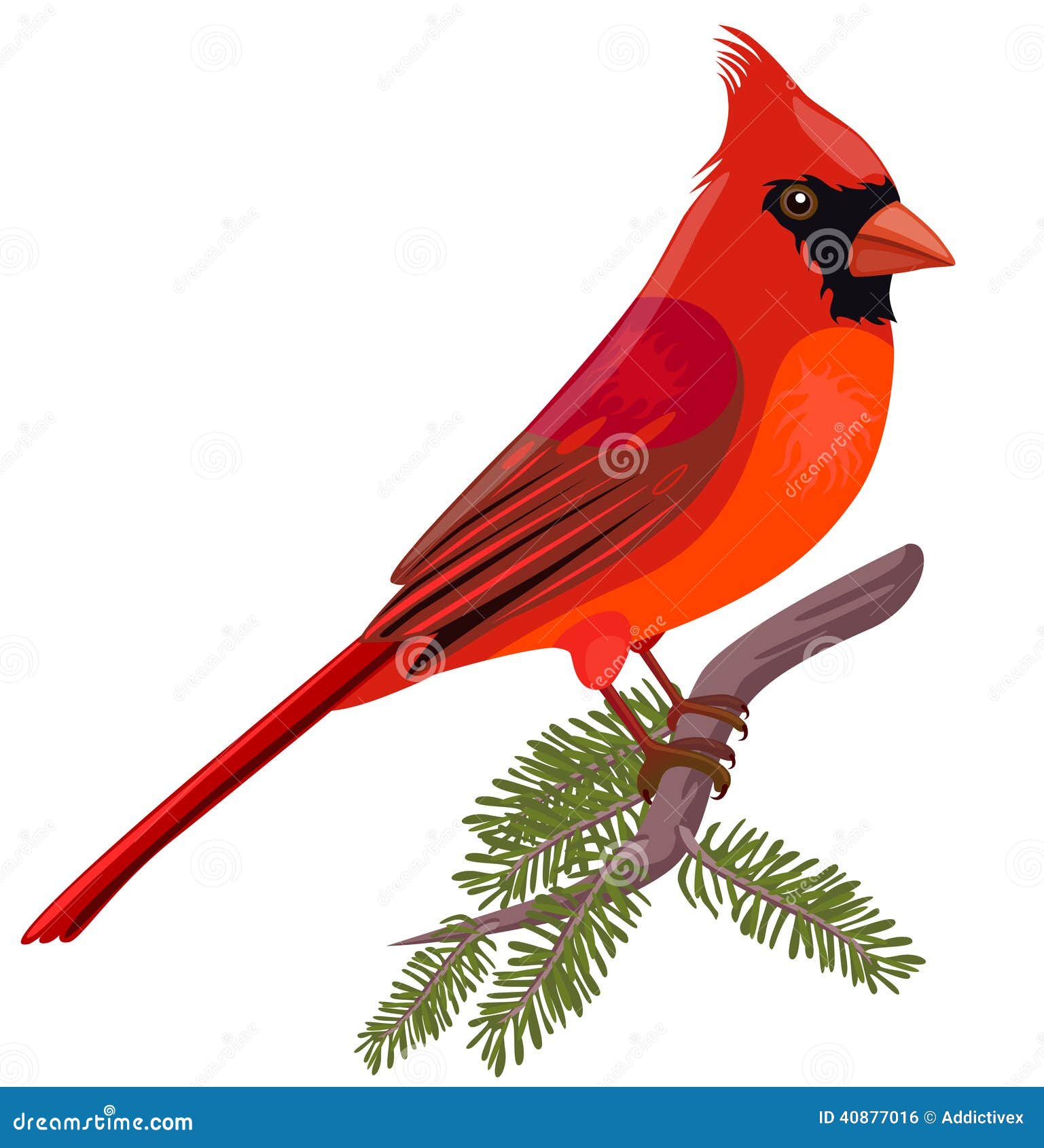 Cardinal Stock Vector - Image: 40877016