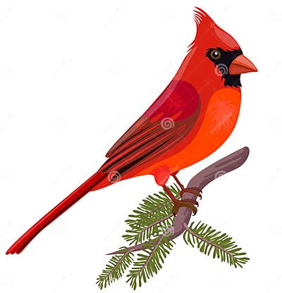 Cardinal stock vector. Illustration of songbird, bright - 40877016