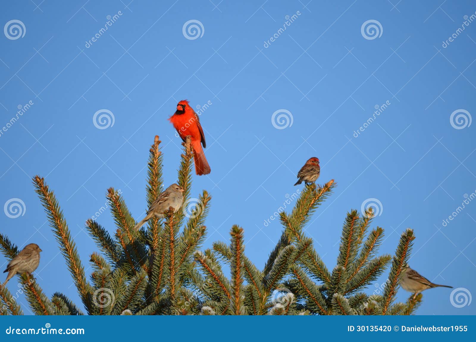 Cardinal in the Morning stock photo. Image of bright - 30135420