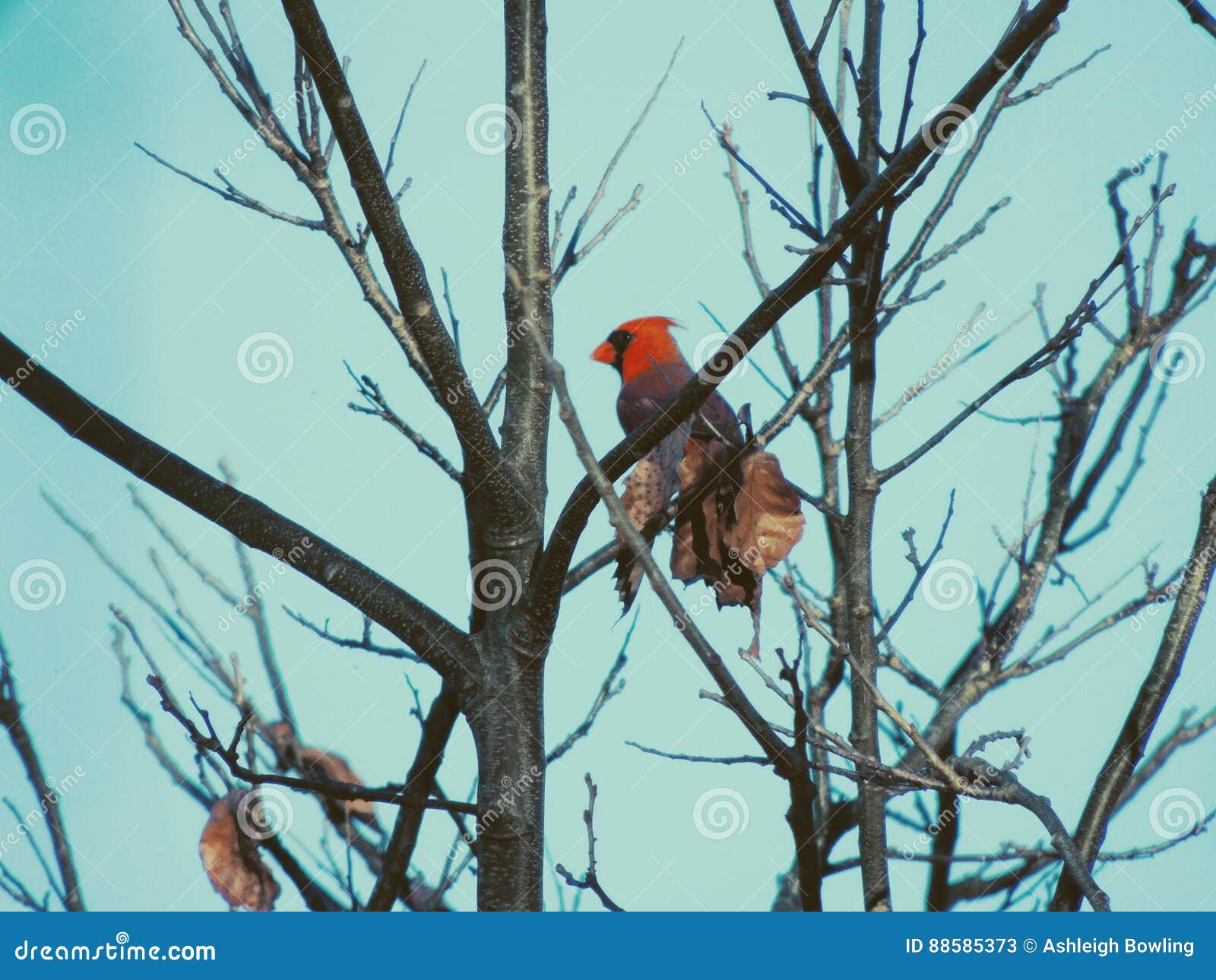 Cardinal stock image. Image of west, state, virginia - 88585373