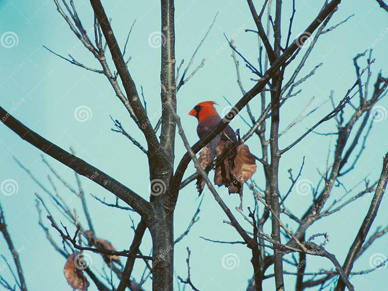 Cardinal stock image. Image of west, state, virginia - 88585373